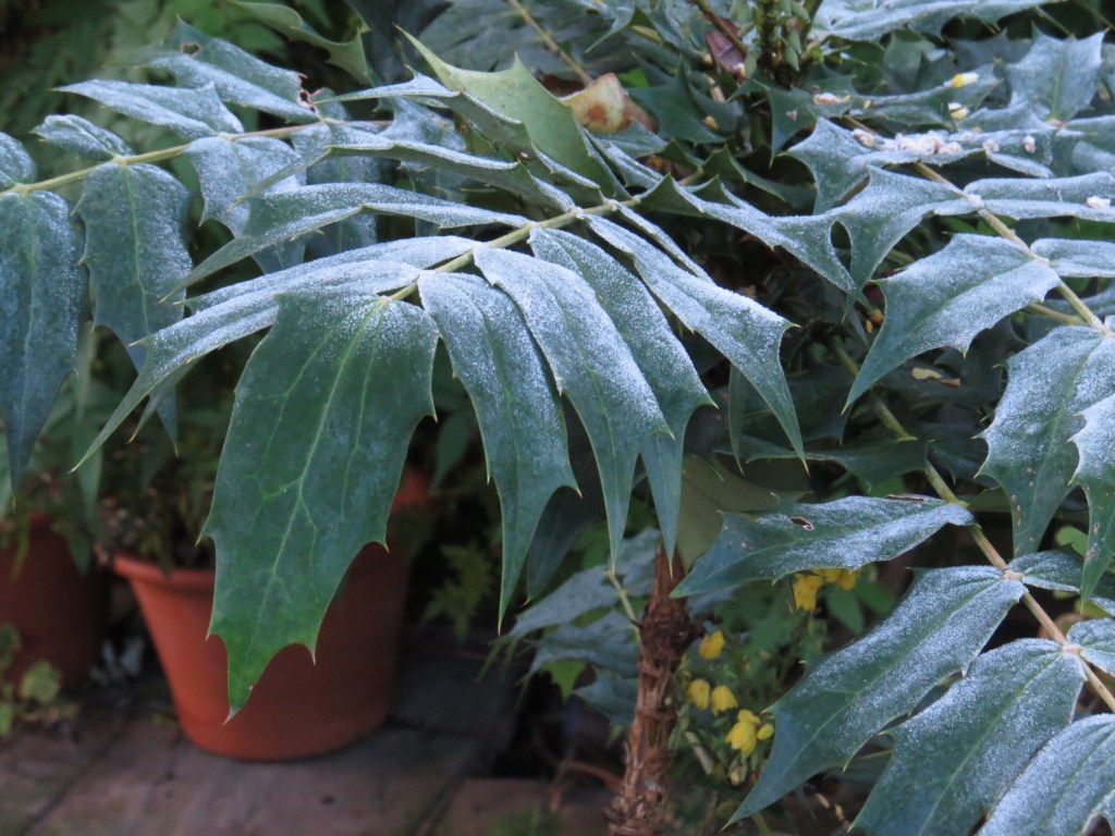 A Cold Snap | Bug Woman – Adventures in London