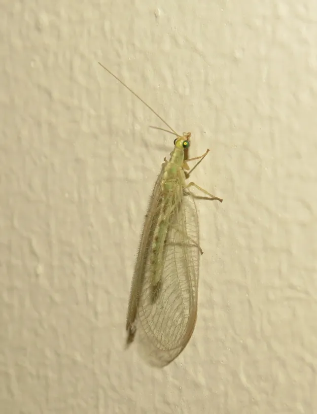 Giant Insect Found Outside Walmart | Bug Woman – Adventures in London