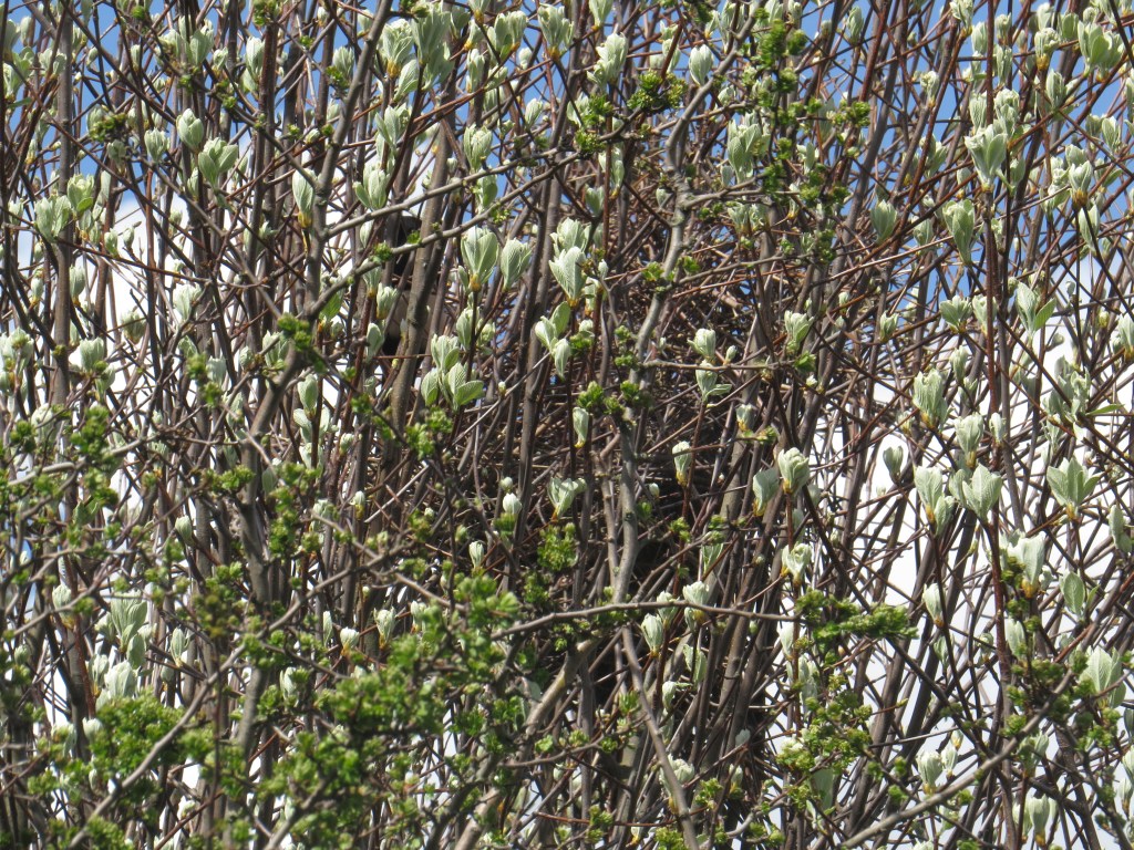 Magpies and Bees and Frogs…. | Bug Woman – Adventures in London