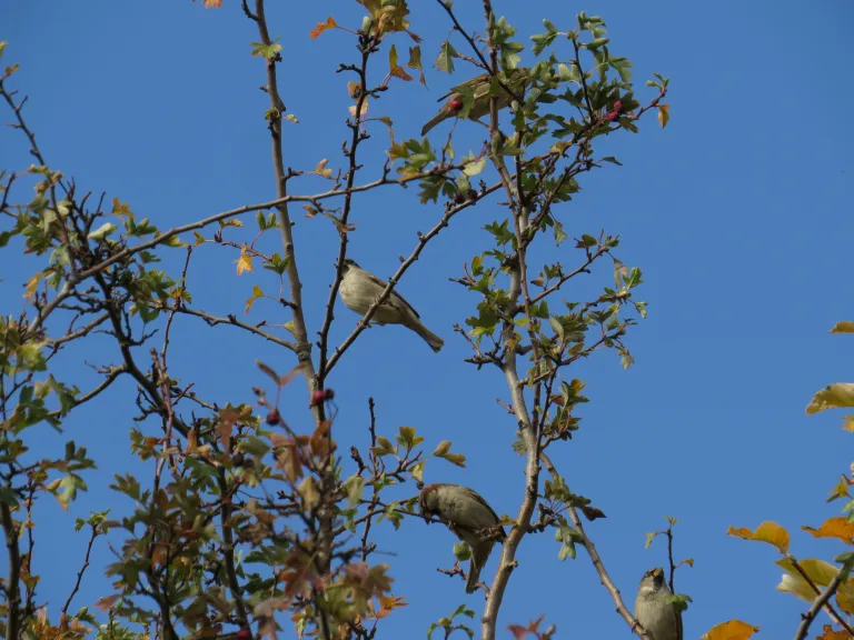 The Big Garden Birdwatch – Results! | Bug Woman – Adventures in London