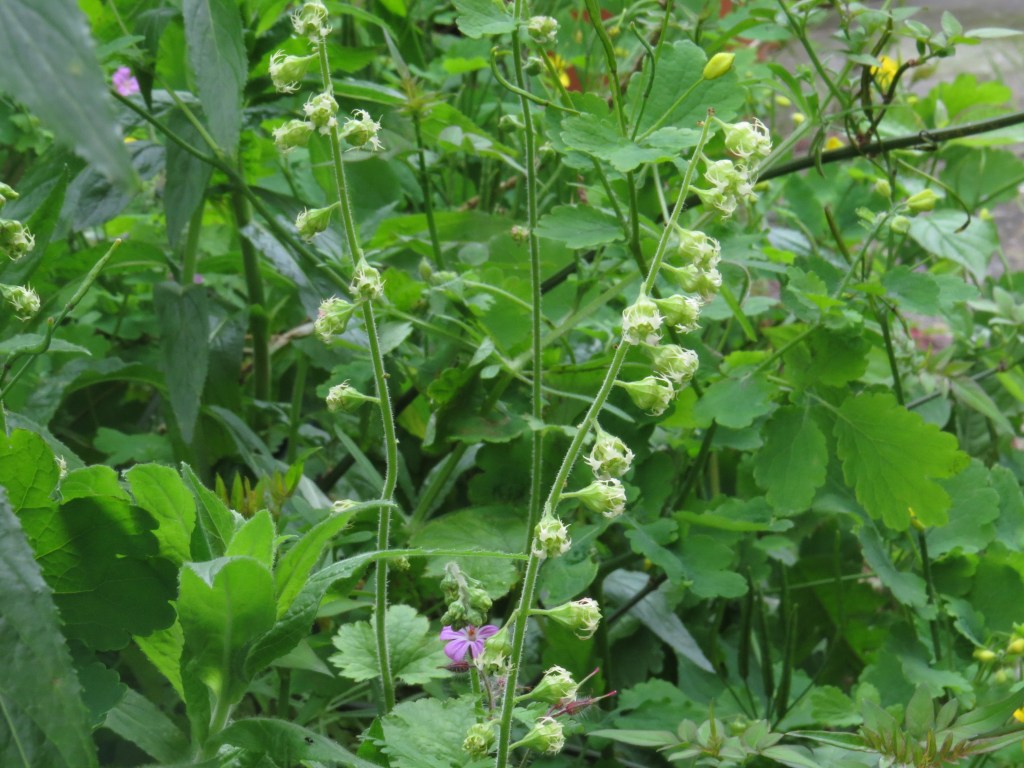 Wednesday Weed – Fringecups Revisited | Bug Woman – Adventures in London