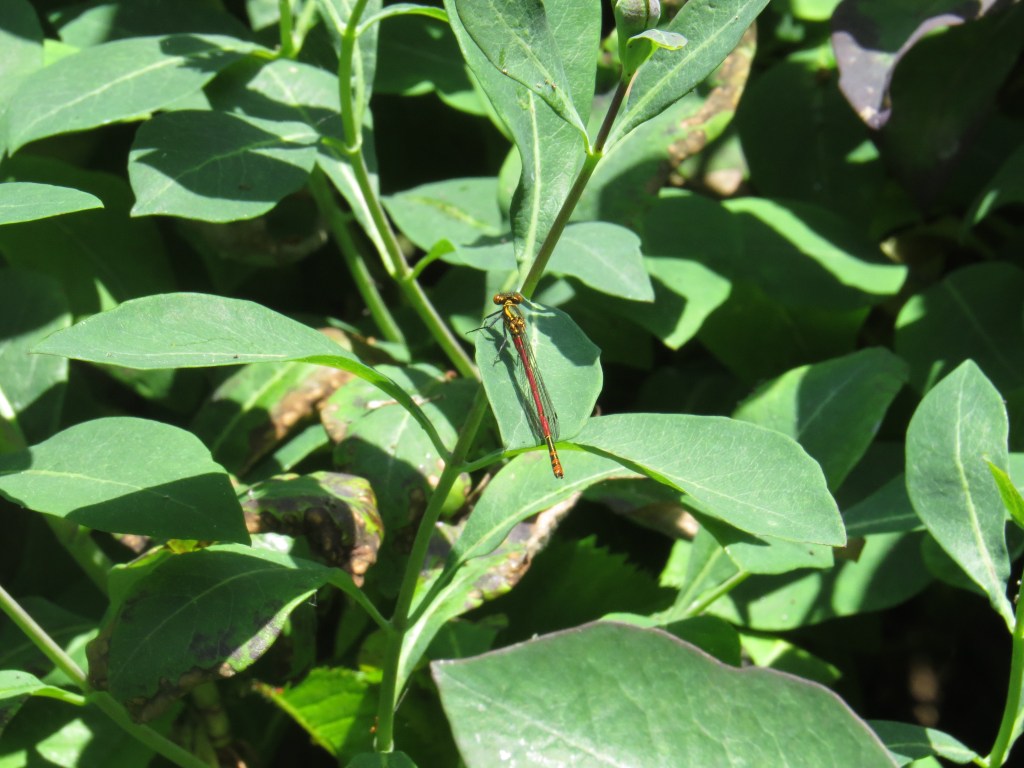 Ten Minutes in the Garden | Bug Woman – Adventures in London