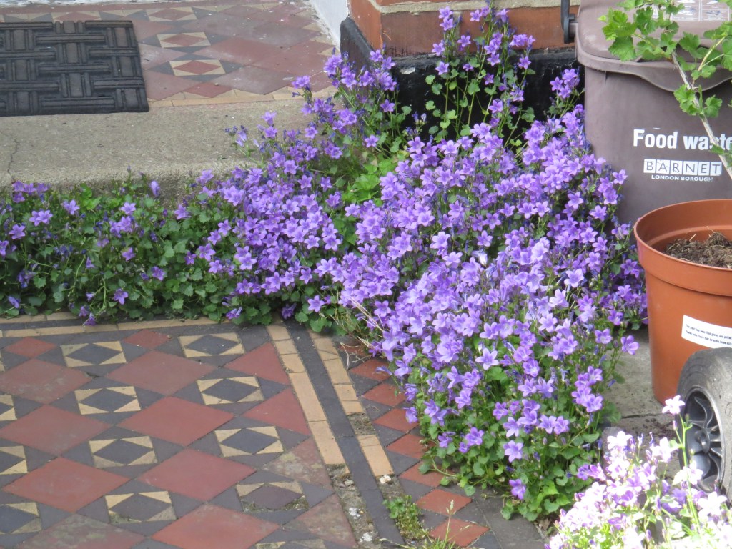 Wednesday Weed – Trailing Bellflower(s) Revisited | Bug Woman ...