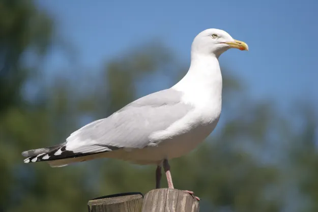 Herring Gulls Are Even Brainier Than I Thought…. | Bug Woman ...