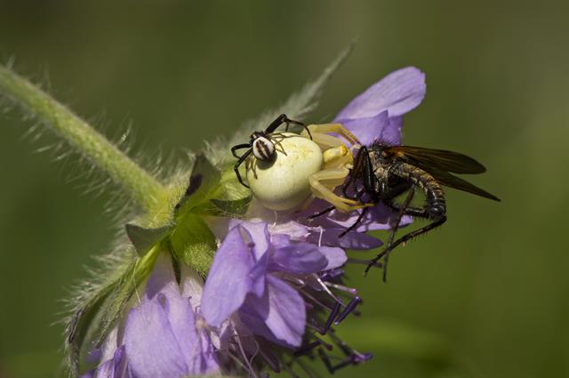 The Colour-Changing Spider | Bug Woman – Adventures in London