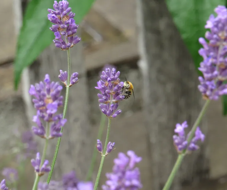 Two Bees or Not Two Bees? | Bug Woman – Adventures in London