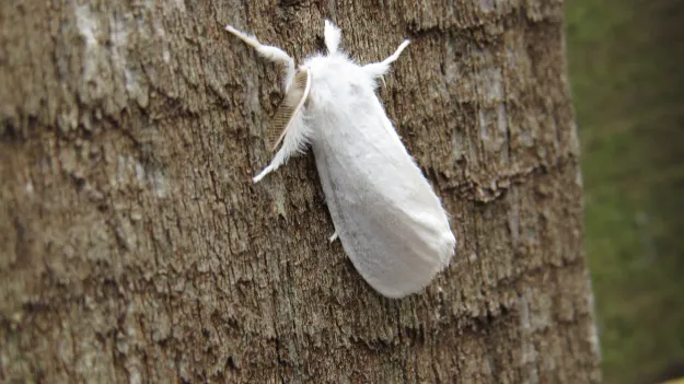 A Lovely Surprise | Bug Woman – Adventures in London