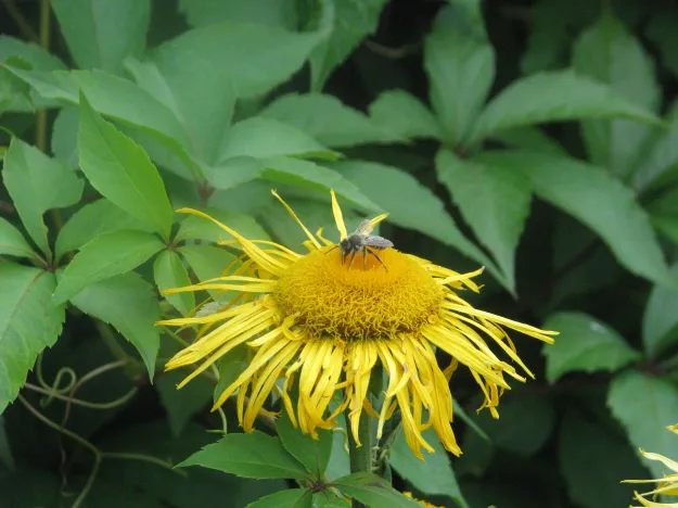 A Yellow-Bellied Bee | Bug Woman – Adventures in London