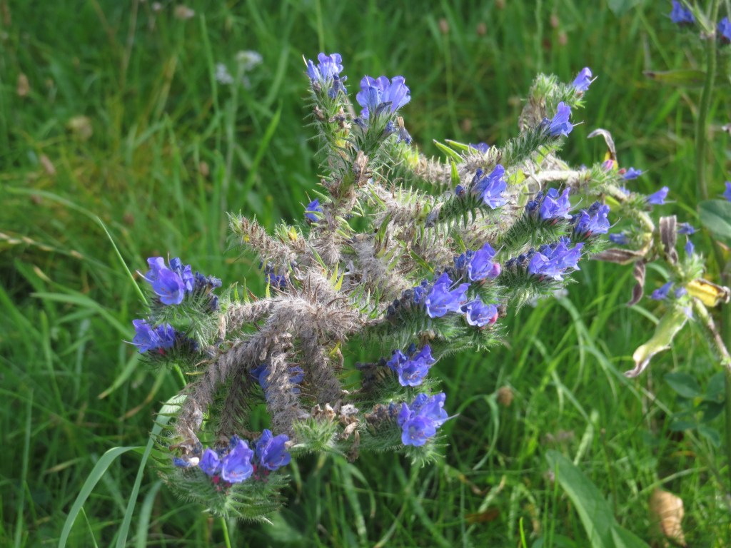 Wednesday Weed – Viper’s Bugloss Updated | Bug Woman – Adventures in London