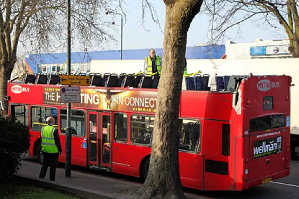 The Bus-Trimmed Plane Trees of East Finchley | Bug Woman – Adventures ...