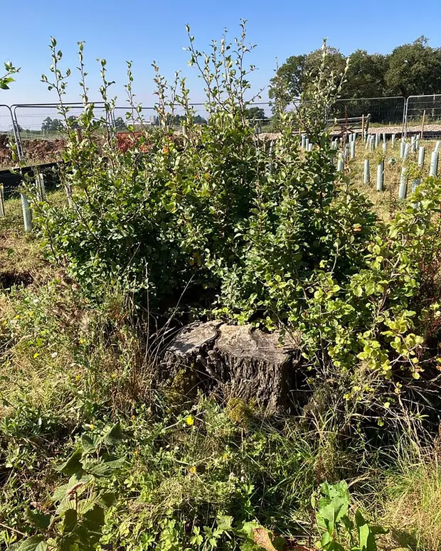 The Cubbington Pear Tree – Hope at Last? | Bug Woman – Adventures in London