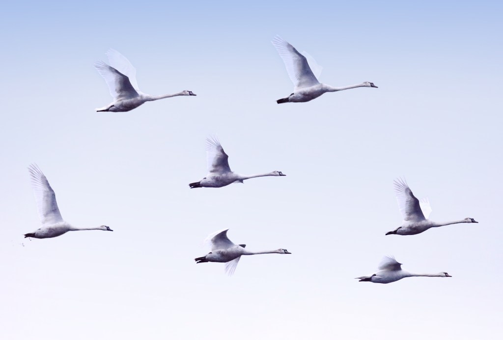 Wild Swans – Poetry in Motion | Bug Woman – Adventures in London