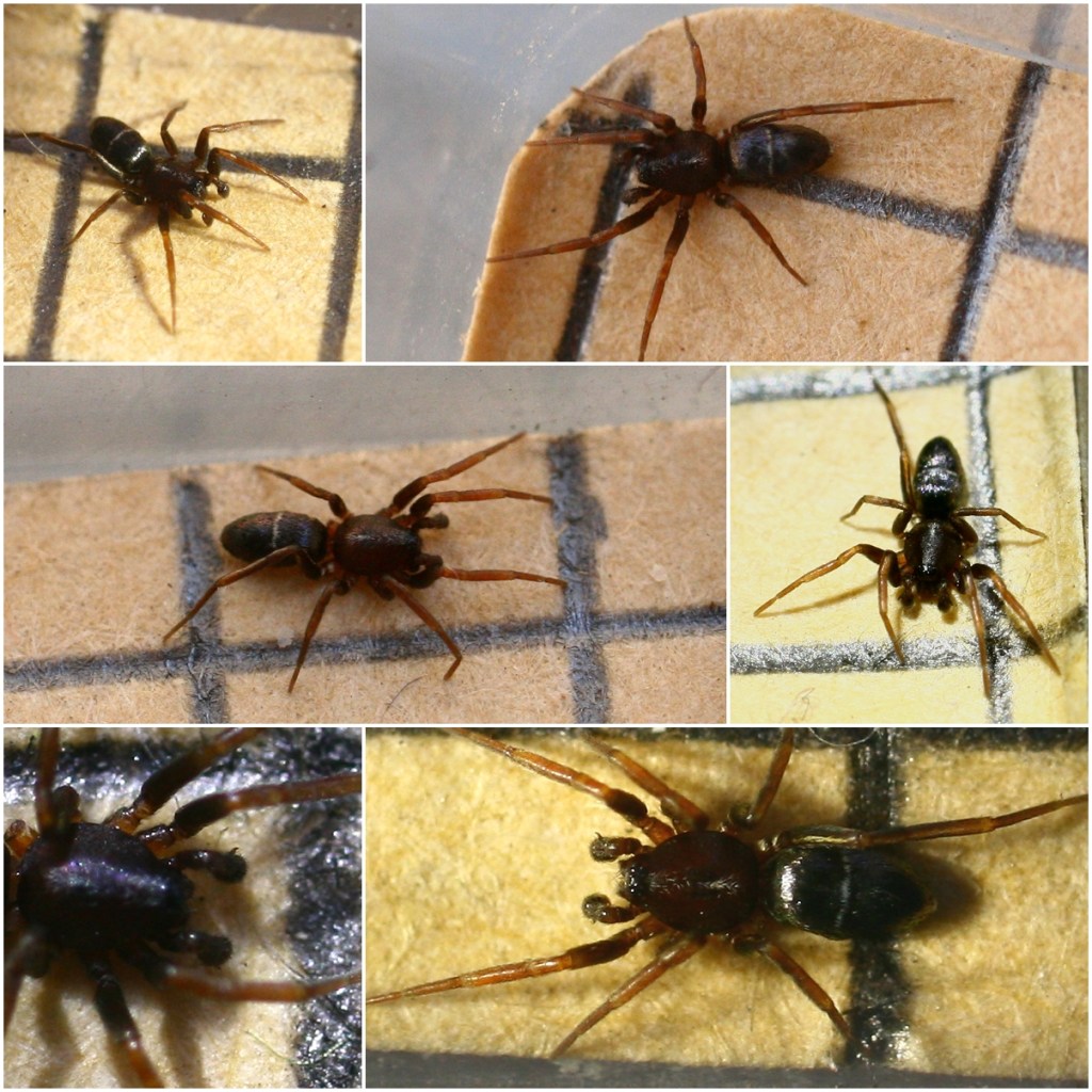 A New Spider for Coldfall Wood (Almost) | Bug Woman – Adventures in London