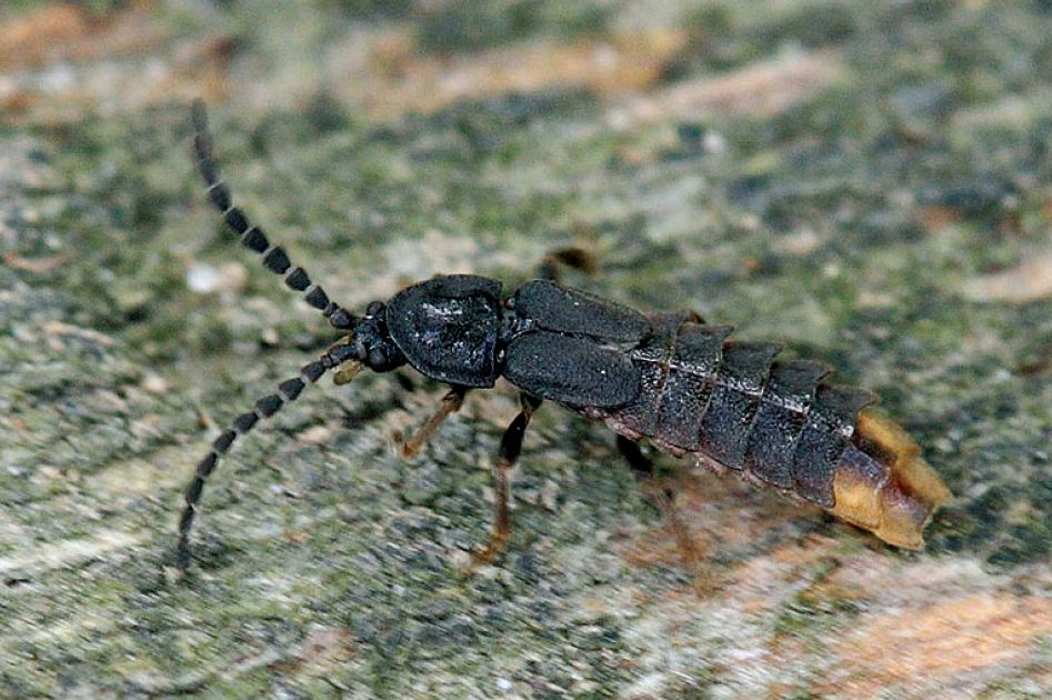 A Night Time Spider Walk in Coldfall Wood | Bug Woman – Adventures in ...