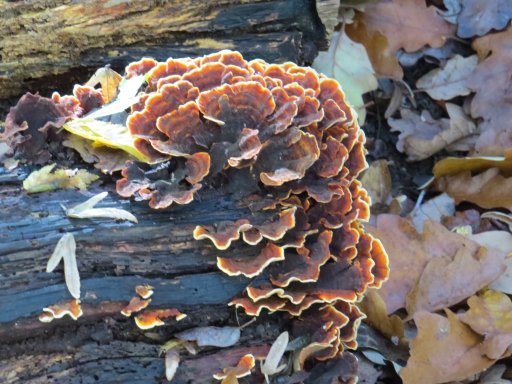 Finding Fungi | Bug Woman – Adventures in London
