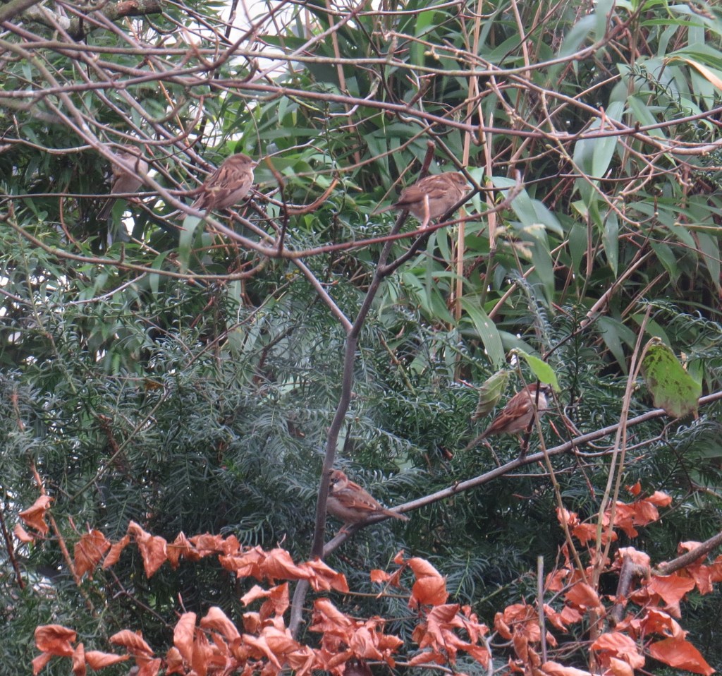 Sparrows! | Bug Woman – Adventures in London