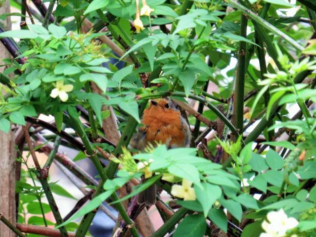 Nature’s Calendar – 2nd – 6th December – Robins Defend Winter ...