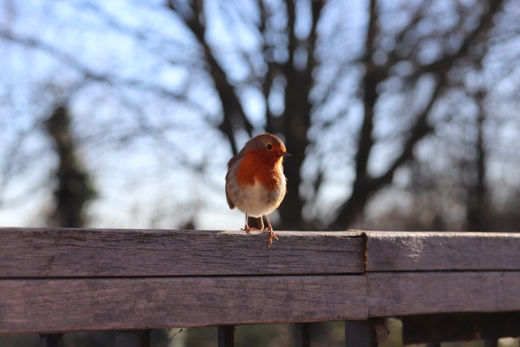Nature’s Calendar 20th – 24th January – Small Birds Fluff Up | Bug ...