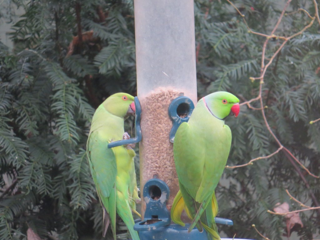 A Parakeet Invasion | Bug Woman – Adventures in London