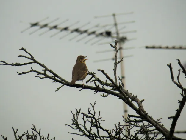 Bug Woman’s Promise | Bug Woman – Adventures in London