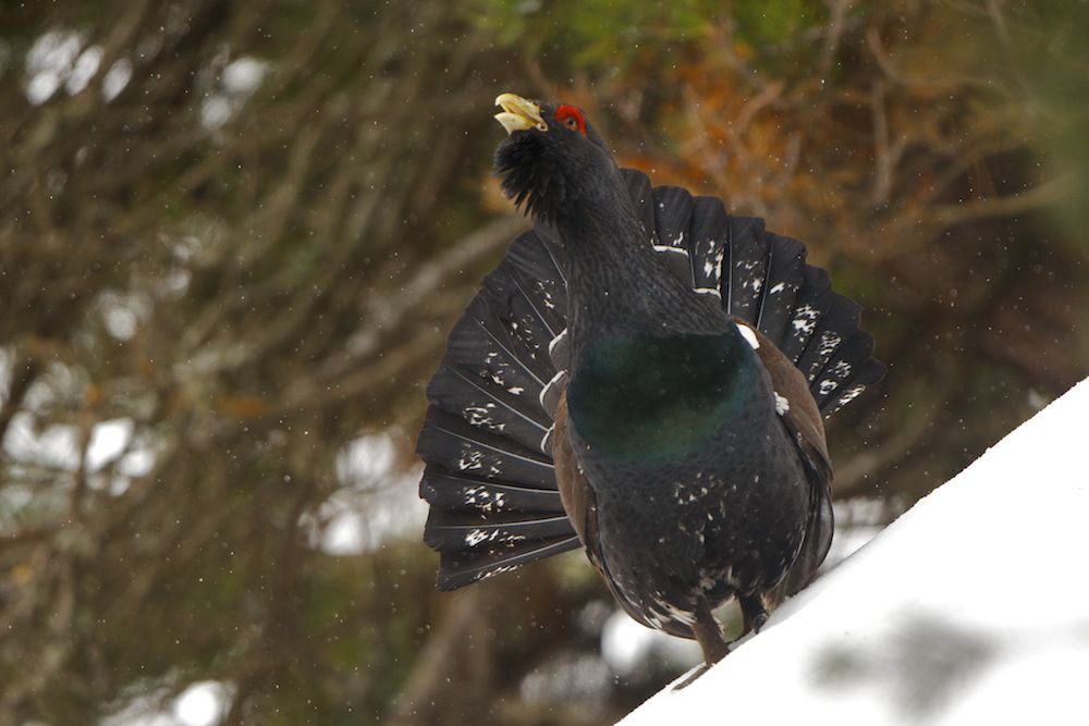 Red List Twenty Nine – Capercaillie | Bug Woman – Adventures in London