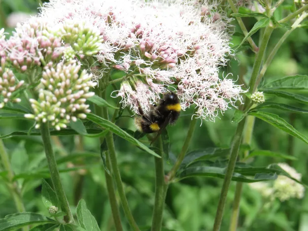 Nature’s Calendar 21st – 25th March – The Thud of Dozy Bumblebees | Bug ...