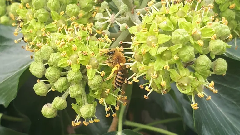 Another Sign Of Spring | Bug Woman – Adventures in London