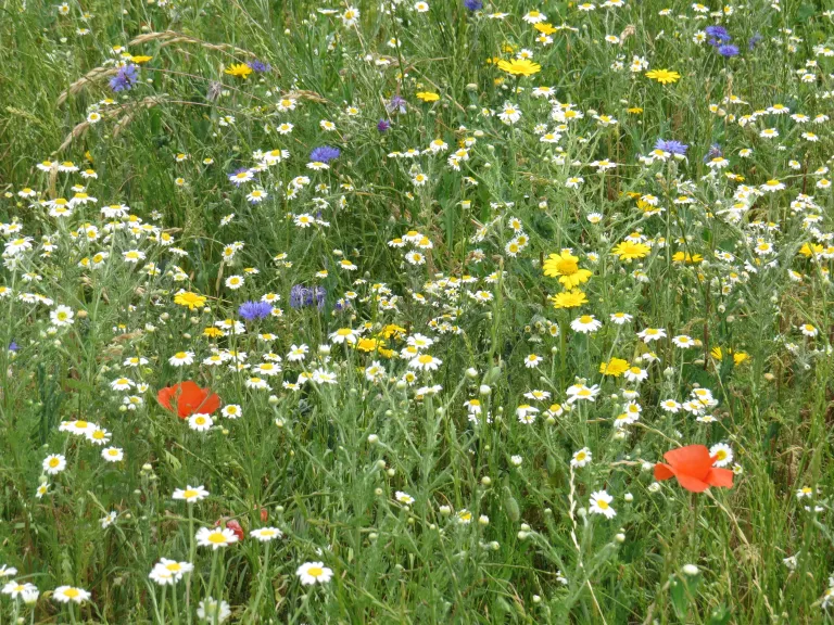 The Dreaded Lurgy Day 2, and Some Happy News | Bug Woman – Adventures ...