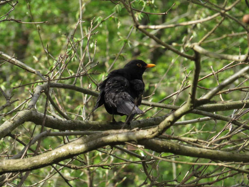 Spring in Coldfall Wood | Bug Woman – Adventures in London