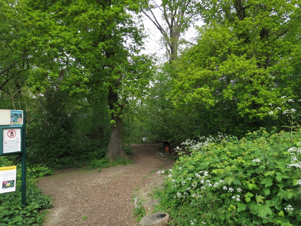 A Spring Walk in Bluebell Wood | Bug Woman – Adventures in London