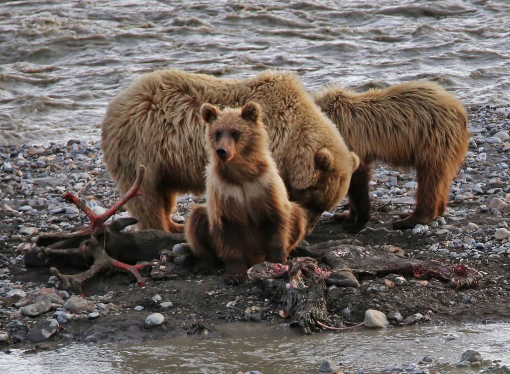 ‘The Invitation’ – Barry Lopez. A Few Thoughts | Bug Woman – Adventures ...