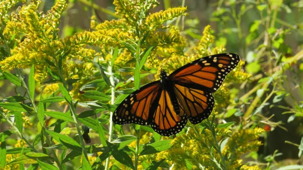 Invasive Plants of Toronto | Bug Woman – Adventures in London