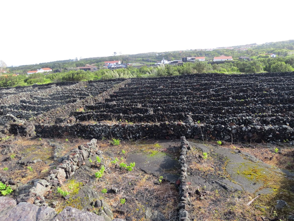 Azores Day 5 – Wind! | Bug Woman – Adventures in London