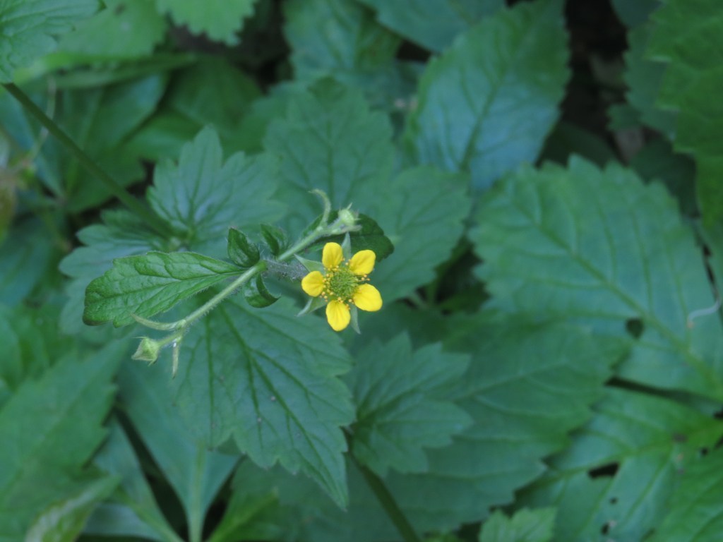 A Photography Walk in Coldfall Wood | Bug Woman – Adventures in London