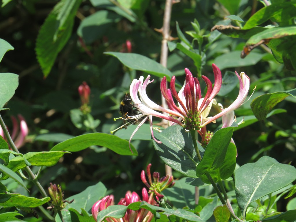 The Einsteins of the Bee World | Bug Woman – Adventures in London