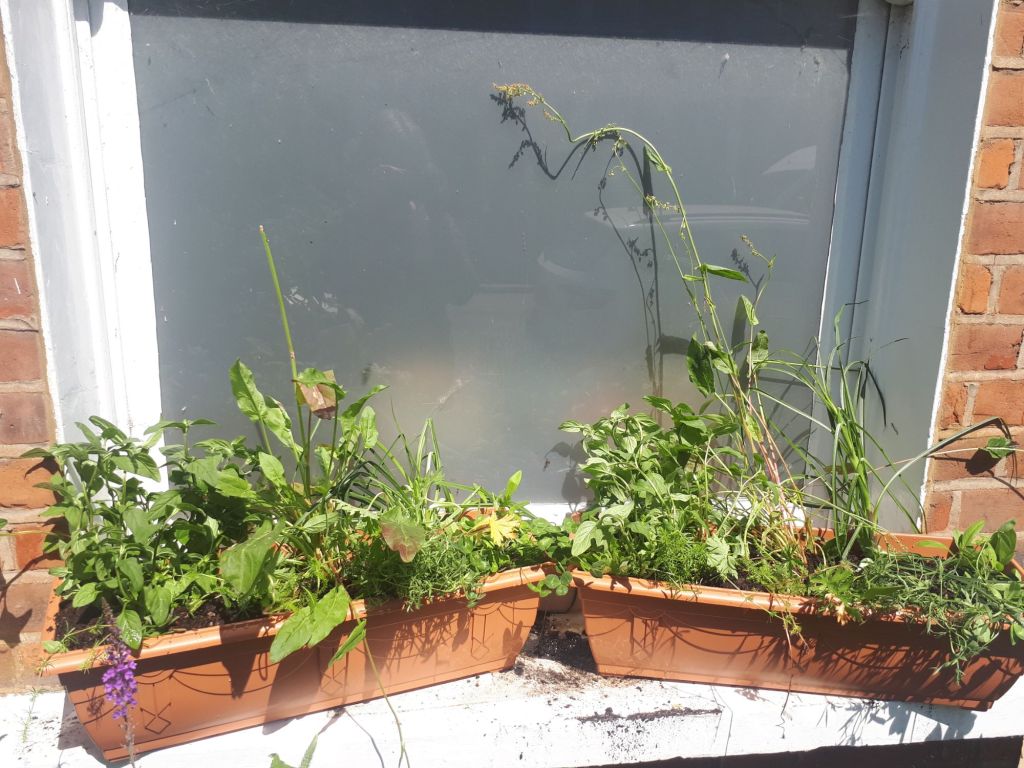 Local Shenanigans | Bug Woman – Adventures in London