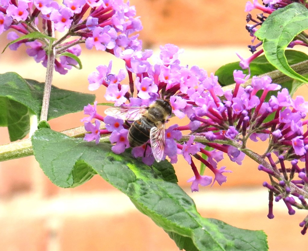 A Quiet Day | Bug Woman – Adventures in London