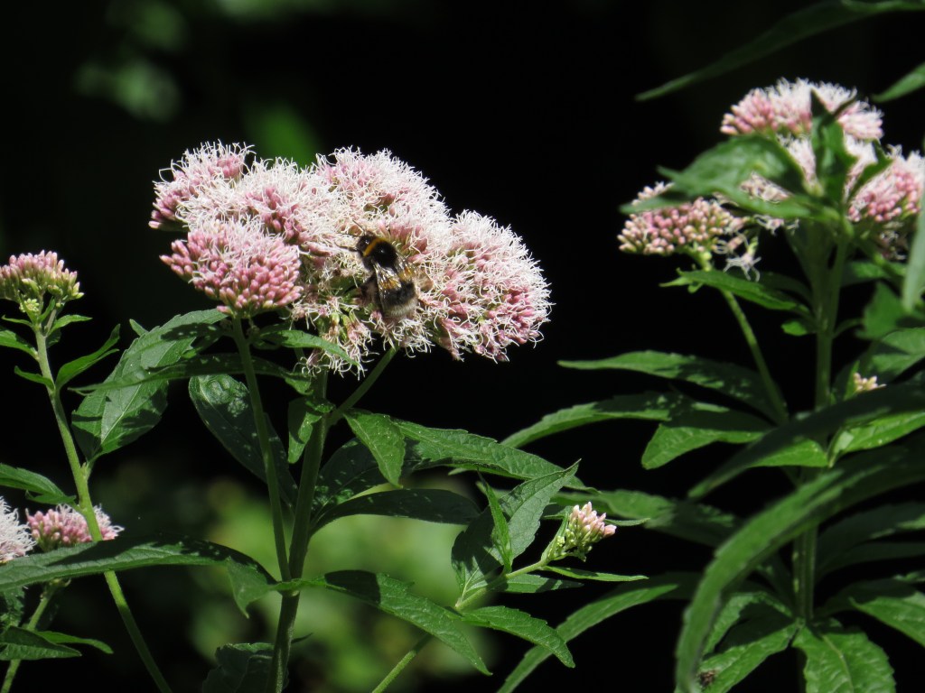 Wheelchair Adventures | Bug Woman – Adventures in London