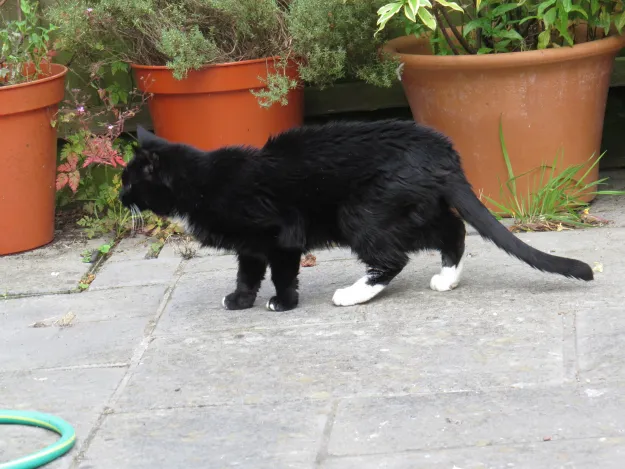 Good News and Bad News | Bug Woman – Adventures in London