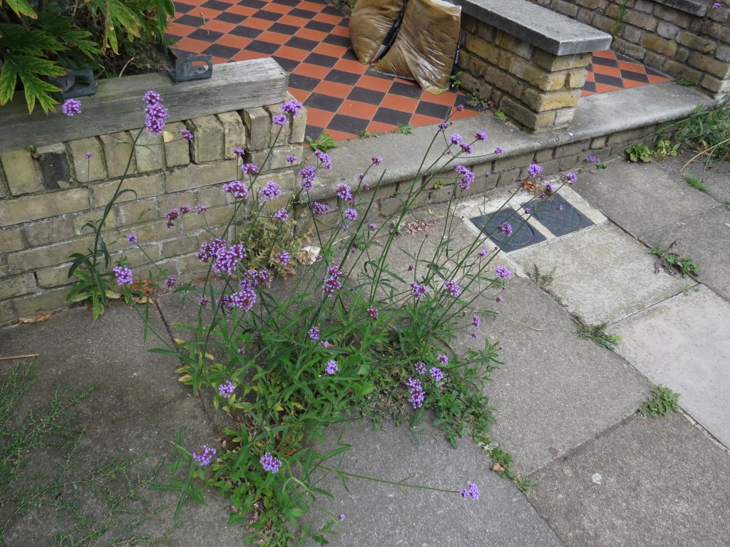 Wednesday Weed – Verbena Bonariensis Revisited | Bug Woman – Adventures ...