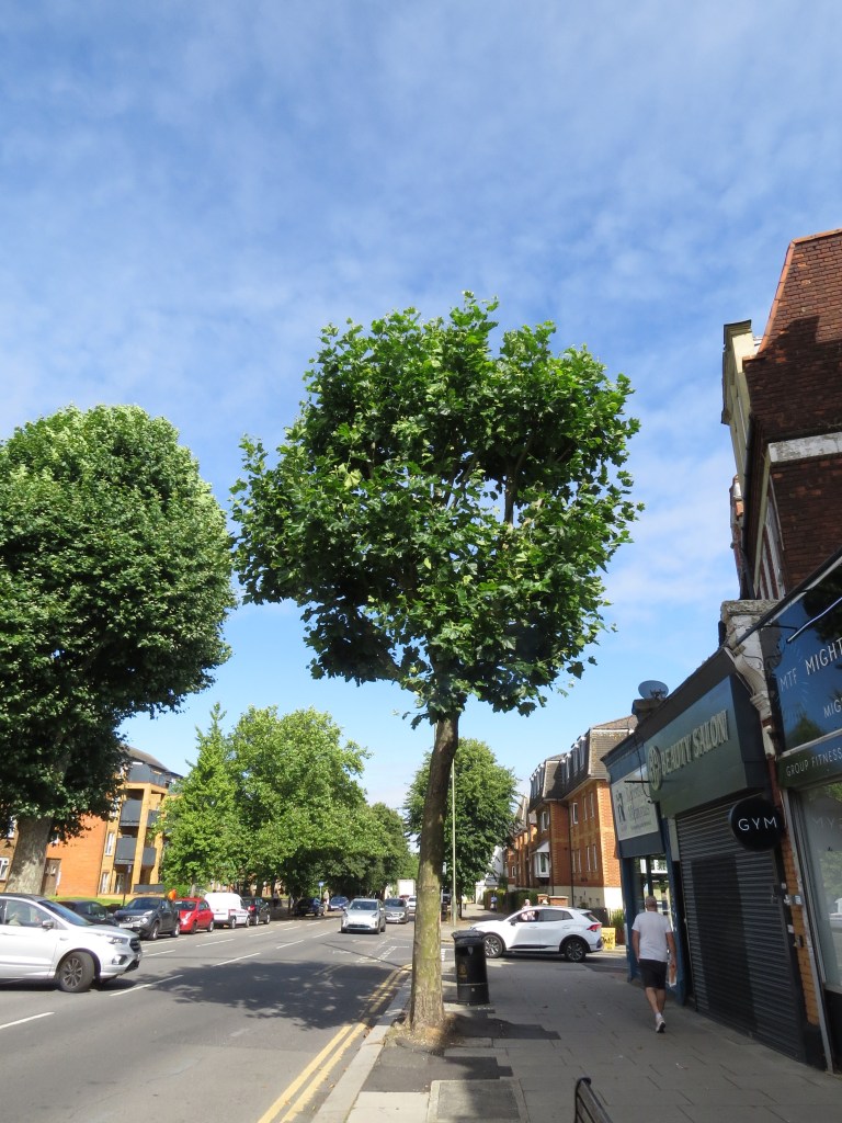 A Hobble Around the County Roads | Bug Woman – Adventures in London