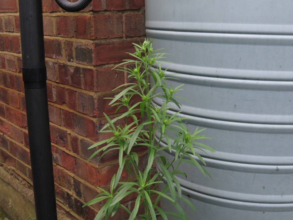What’s Popping Up in The Garden | Bug Woman – Adventures in London