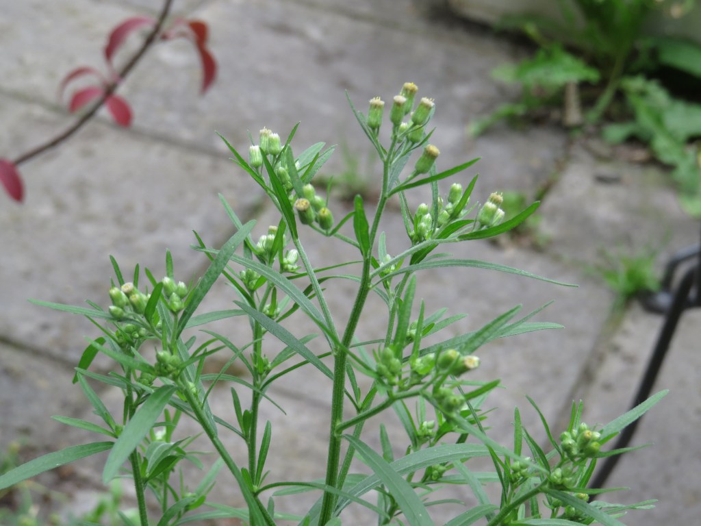 Wednesday Weed – Canadian Fleabane Revisited Again! | Bug Woman ...