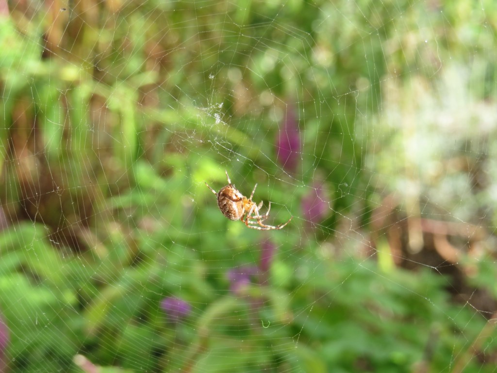 A Pregnant Mum… | Bug Woman – Adventures in London