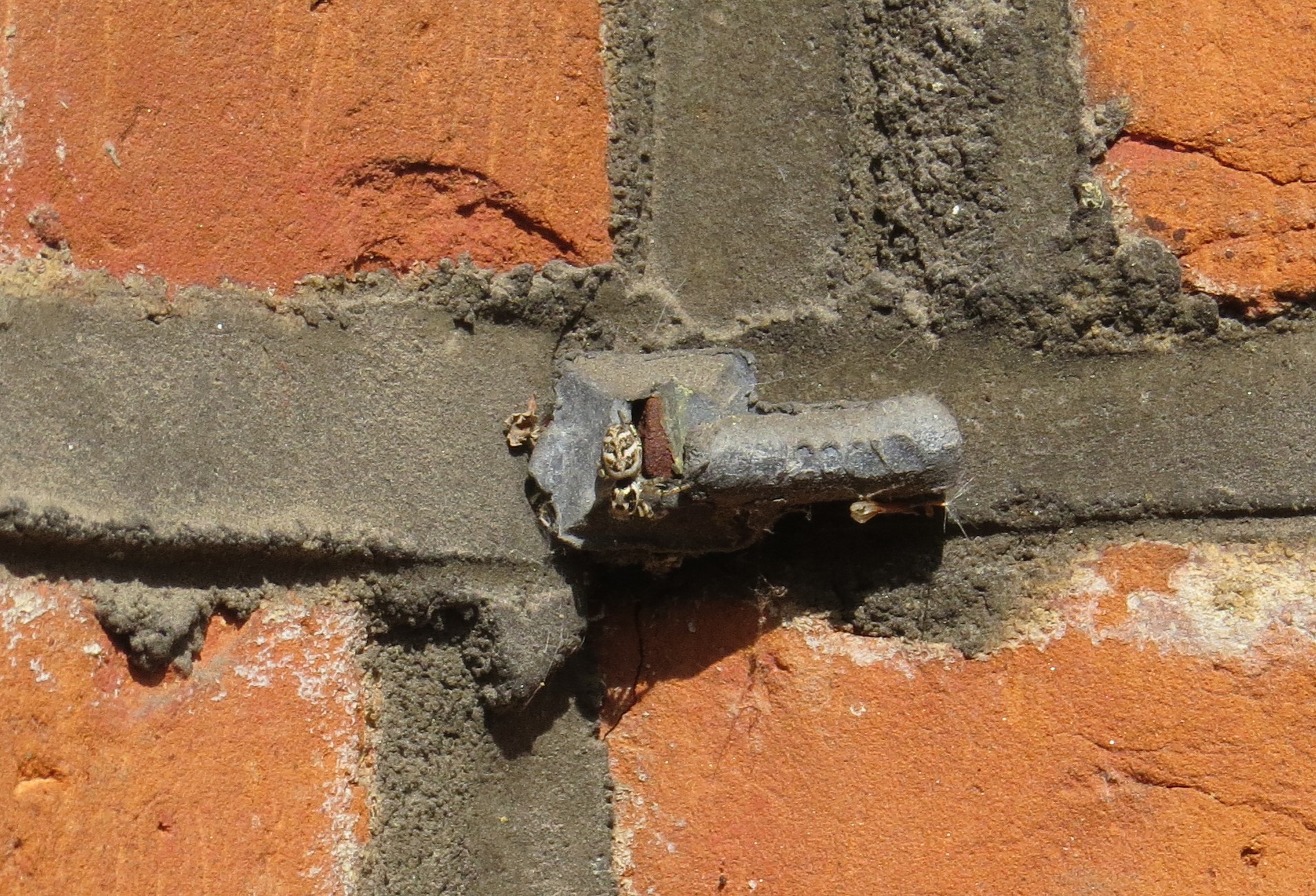 IMG_8806A | Bug Woman – Adventures in London