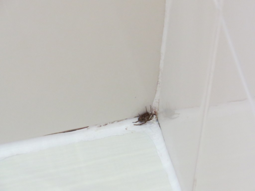 A Small Survivor | Bug Woman – Adventures in London