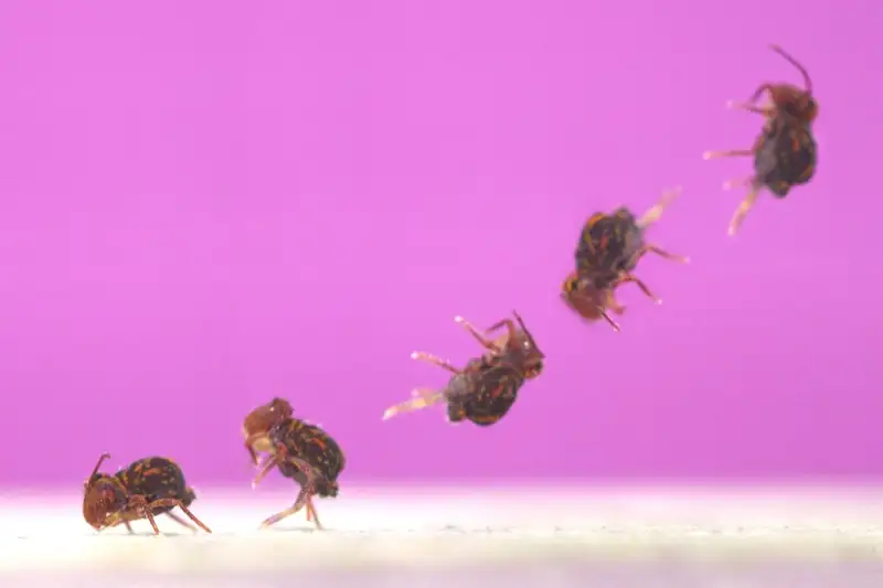 The Springtail – The Springiest Animal Known to Science | Bug Woman ...