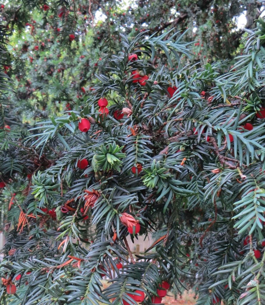 Wednesday Weed – Yew Revisited | Bug Woman – Adventures in London