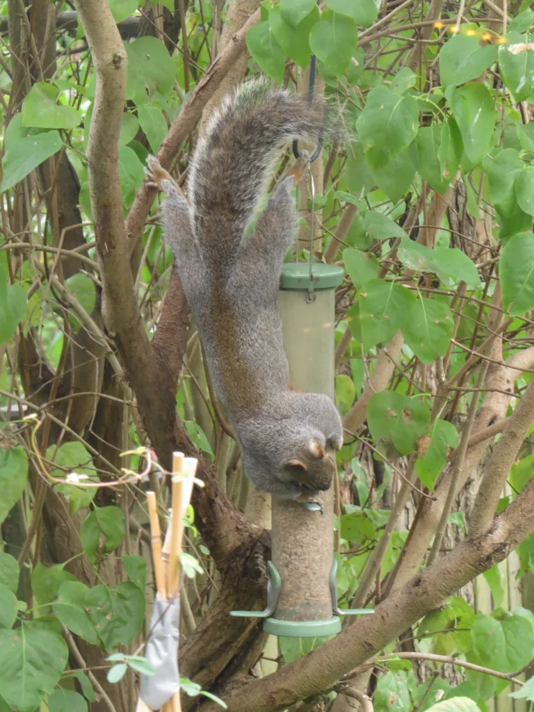 It’s National Squirrel Awareness Month! | Bug Woman – Adventures in London