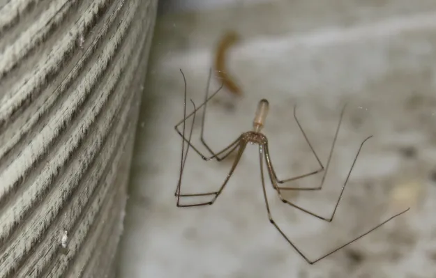 Craneflies Revisited | Bug Woman – Adventures in London